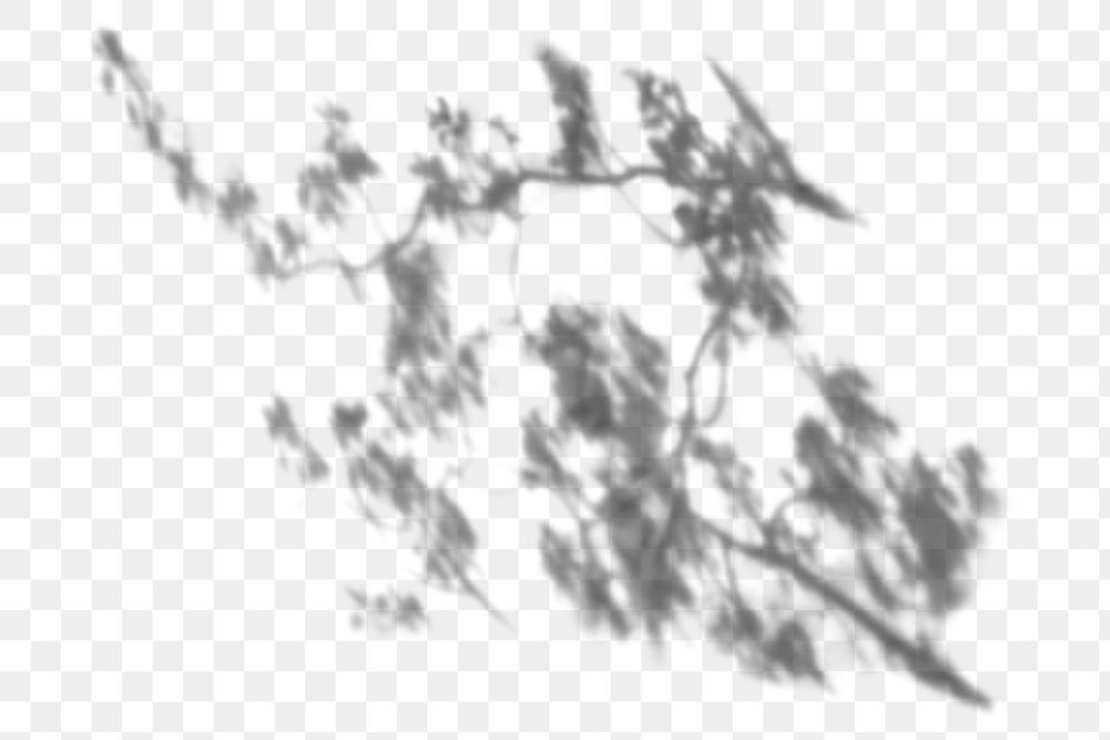Tree branch png shadow effect, | Free PNG - rawpixel