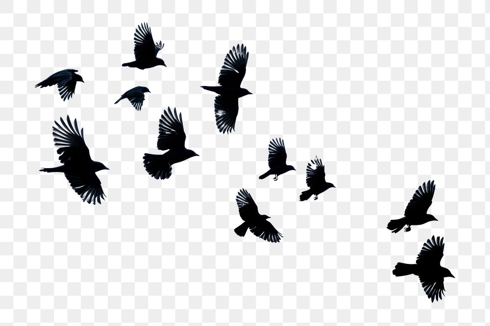 Group Of Flying Crows Transparent PNG Images | Free Photos, PNG ...