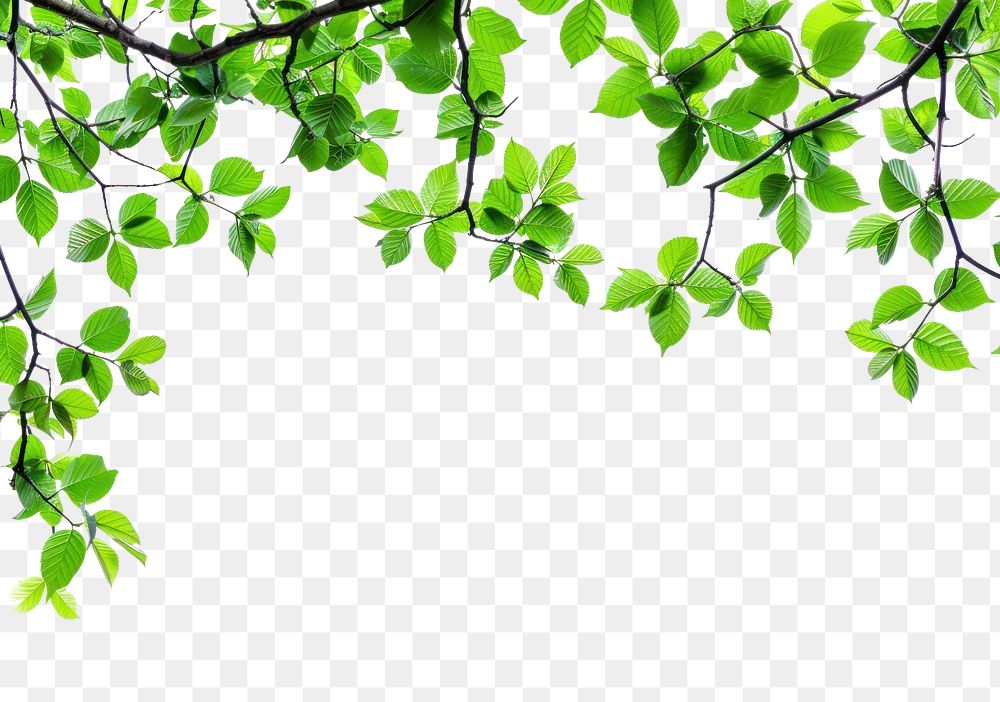 PNG Tree branch green leaf | Premium PNG - rawpixel