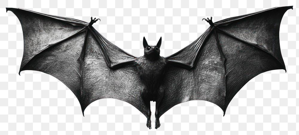PNG Bat background wildlife animal. | Free PNG - rawpixel