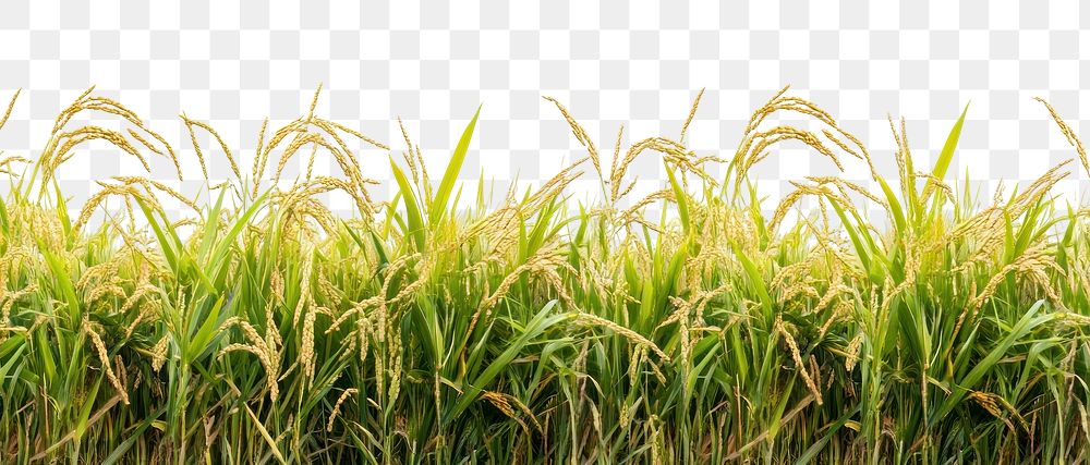 PNG Real rice field outdoors | Premium PNG - rawpixel