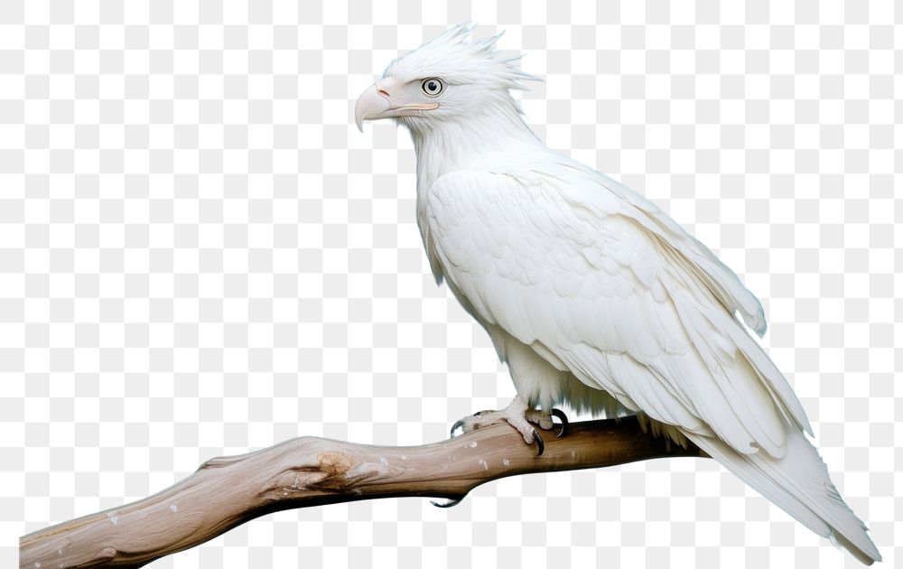 PNG Real albino Eagle background | Free PNG - rawpixel