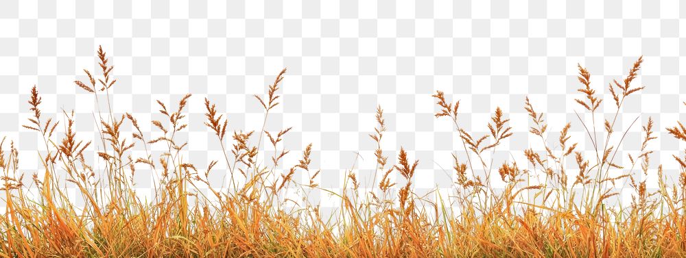 PNG Real autumn grass leaves | Free PNG - rawpixel