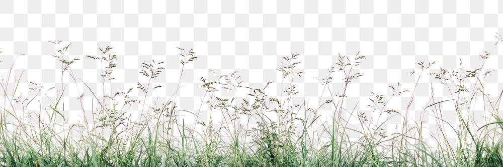 PNG Real savannah green grass | Free PNG - rawpixel