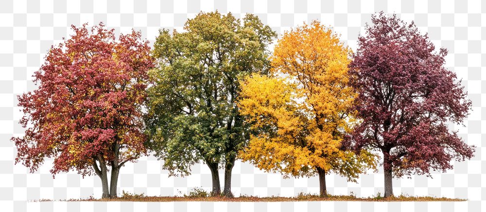 PNG Oak trees autumn photography | Free PNG - rawpixel