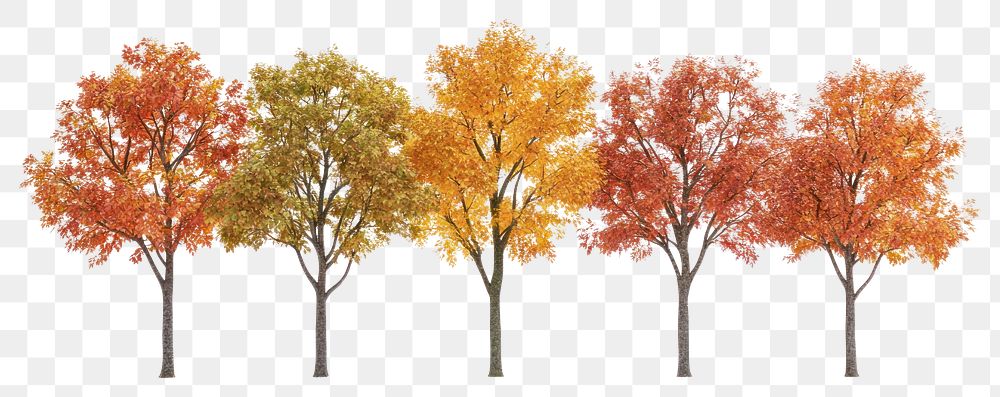 PNG Real autumn trees group | Free PNG - rawpixel