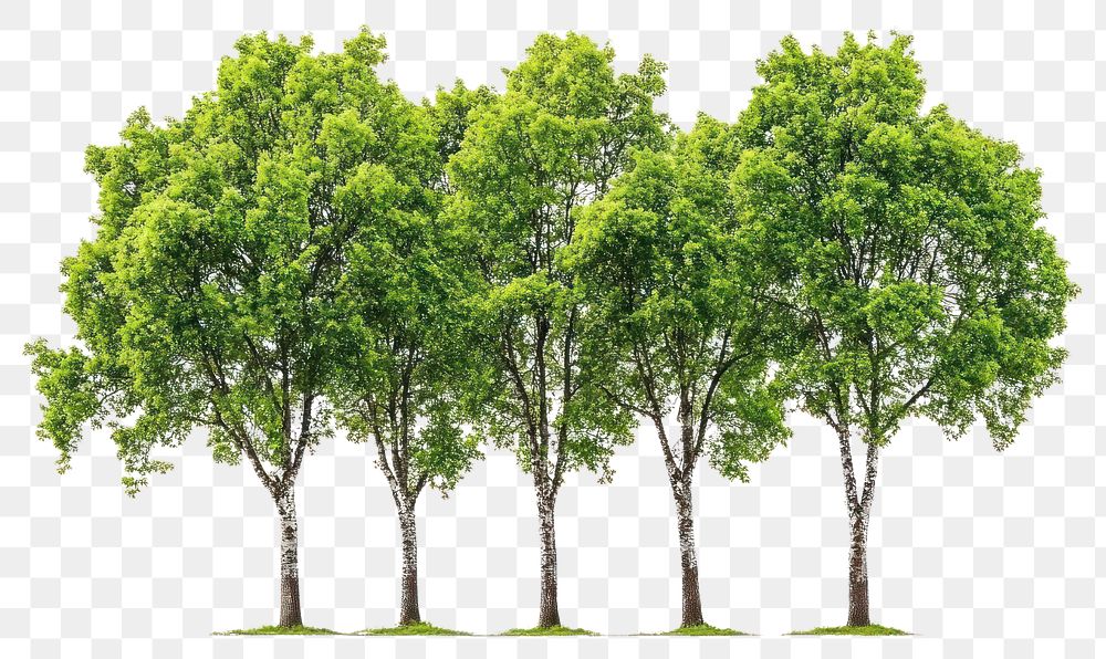 PNG Real trees group vegetation | Free PNG - rawpixel
