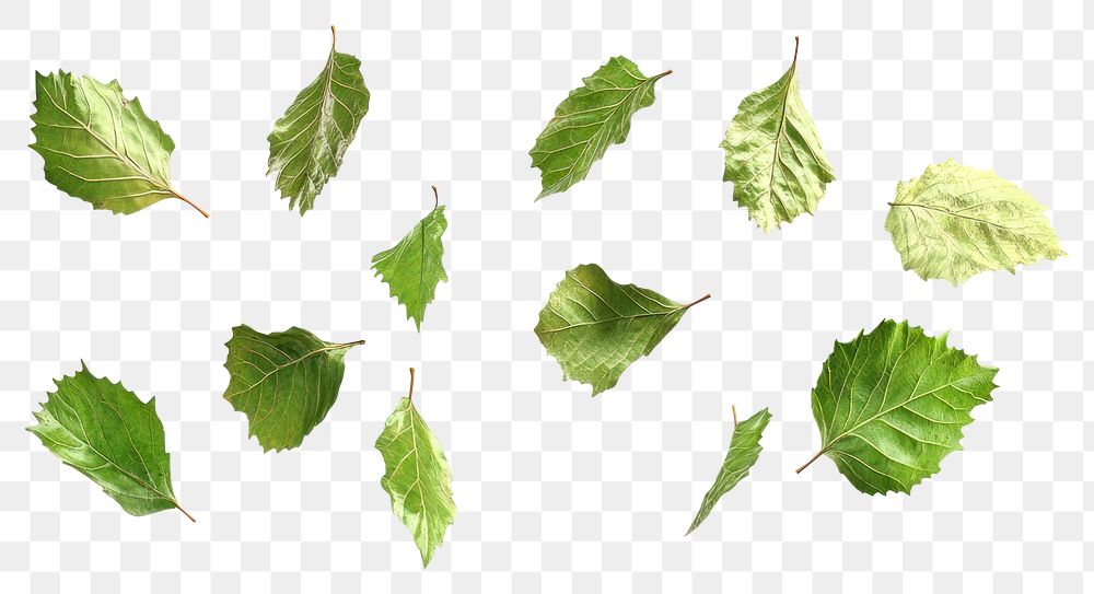 PNG Falling green ten leaves | Free PNG - rawpixel