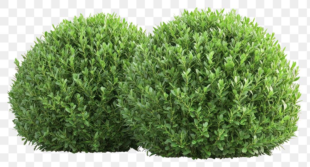PNG Real boxwood bushes plants | Free PNG - rawpixel