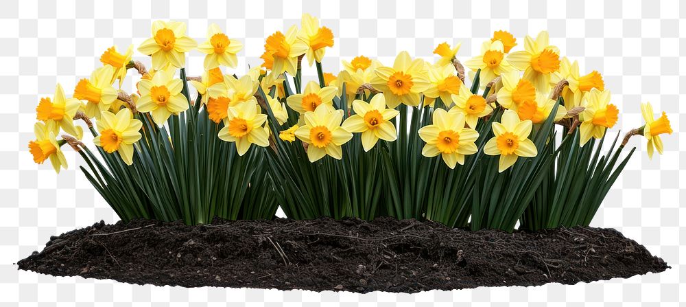 PNG Daffodil flower bed daffodils | Free PNG - rawpixel