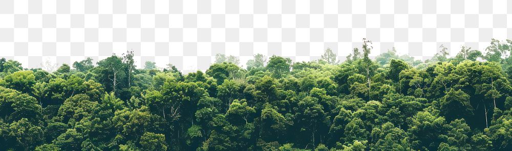 PNG Amazon forest landscape nature | Free PNG - rawpixel