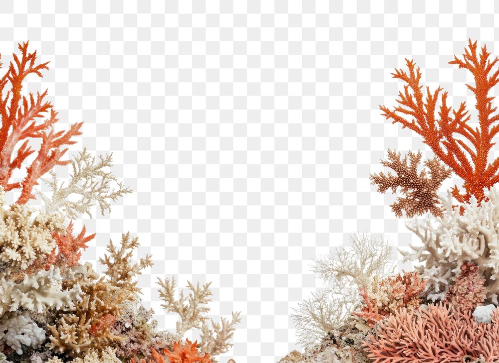PNG Coral reef borders ocean | Free PNG - rawpixel