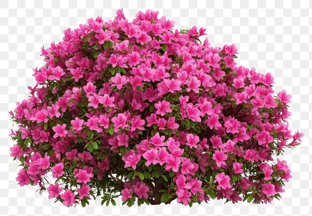 PNG Real azalea bushes plant | Free PNG - rawpixel