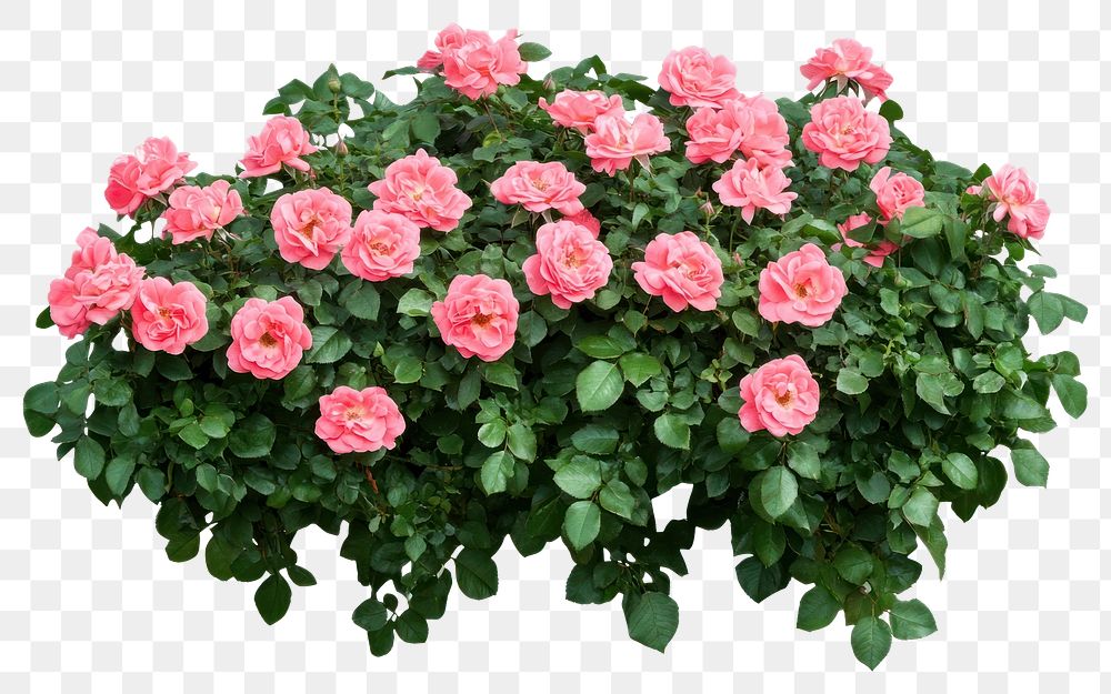 PNG Real pink rose bushes | Free PNG - rawpixel
