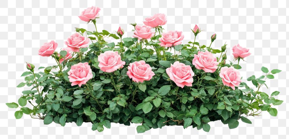 PNG Real pink rose bushes | Free PNG - rawpixel