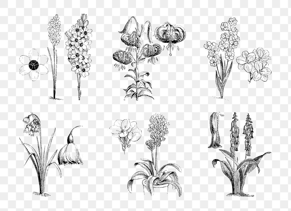 PNG Black and white flower | Free PNG - rawpixel