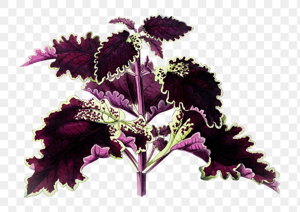 PNG Coleus vintage illustration transparent | Free PNG - rawpixel