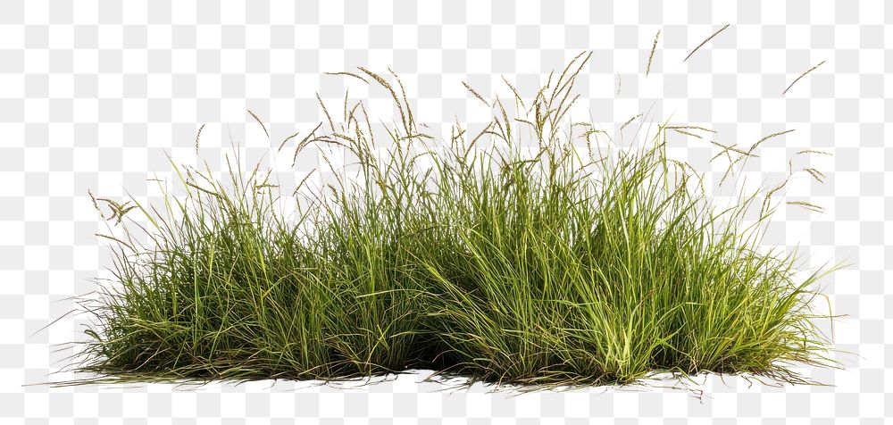 PNG Grass border image grass | Premium PNG - rawpixel