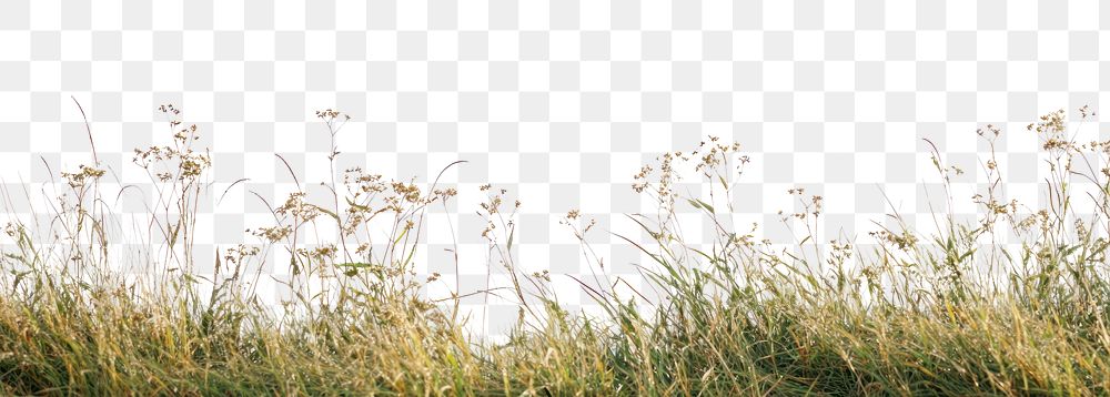 PNG Grass border image grass | Free PNG - rawpixel