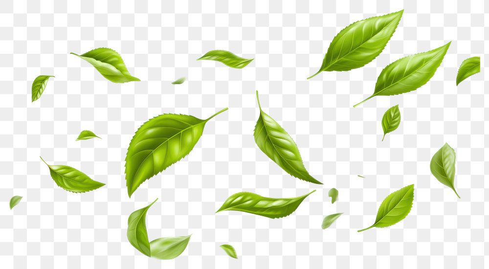 PNG Green tea leaves floating | Free PNG - rawpixel
