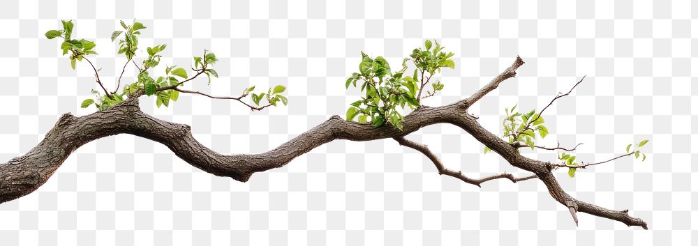 PNG Tree branch background isolated | Free PNG - rawpixel