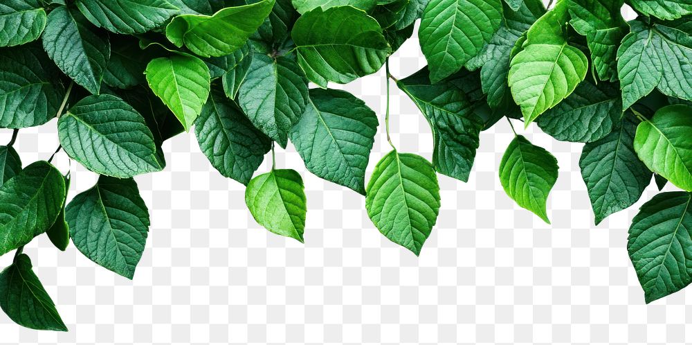 PNG Leaves Spring Green Decorative | Free PNG - rawpixel