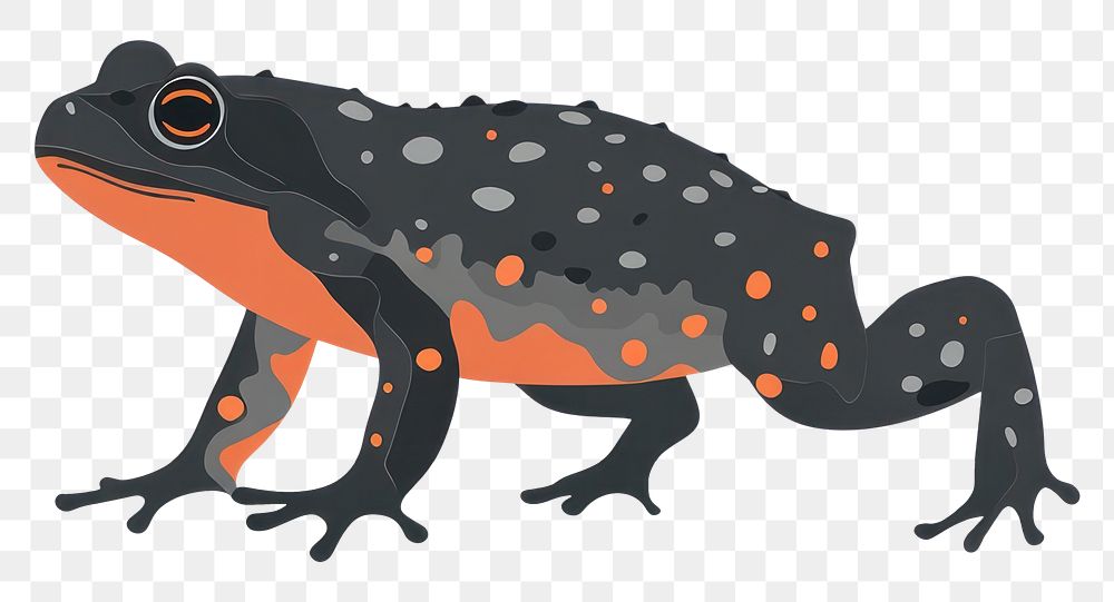 PNG Fire-Bellied Toad toad illustration | Free PNG - rawpixel