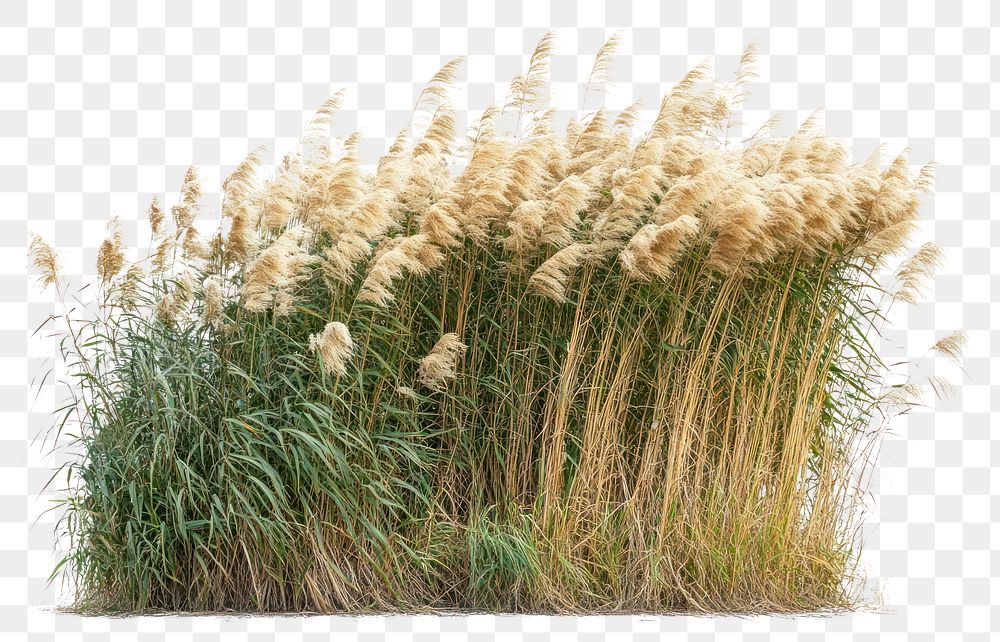 PNG Tall swamp grass bushes | Free PNG - rawpixel