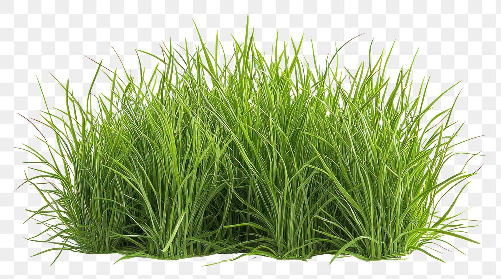 PNG Green grass patch vegetation | Free PNG - rawpixel