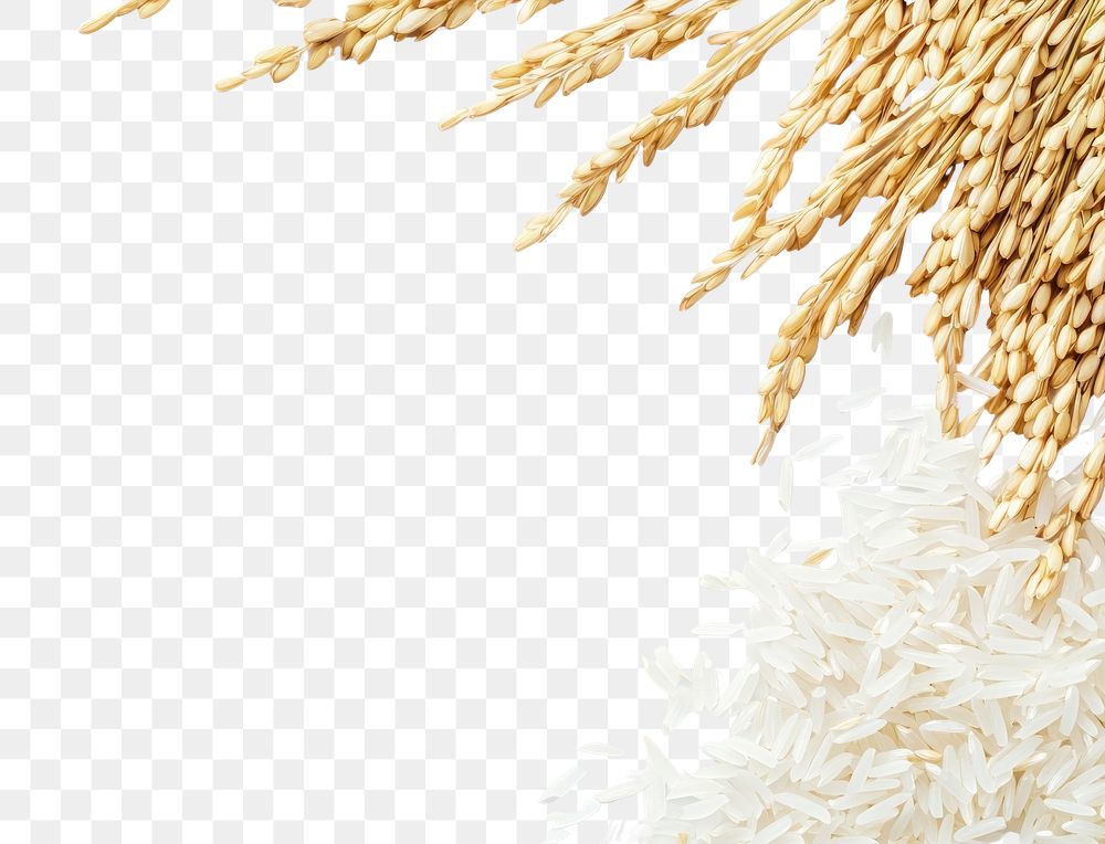 PNG White rice border background | Free PNG - rawpixel
