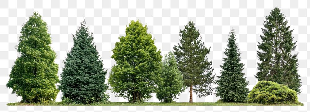 PNG Group different trees green | Free PNG - rawpixel