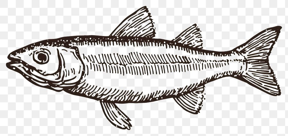 PNG Anchovy fish seafood sketch | Free PNG - rawpixel