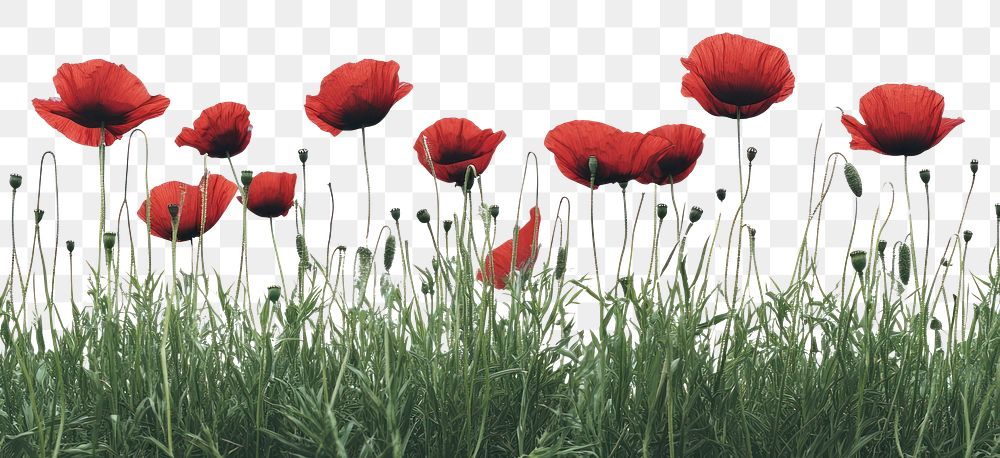PNG Flowers poppies poppy green | Free PNG - rawpixel