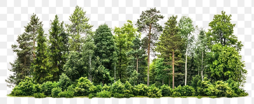 PNG Group trees forest woodland | Free PNG - rawpixel