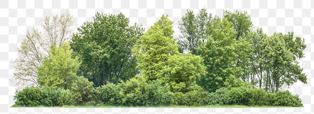PNG Group trees forest landscape | Free PNG - rawpixel