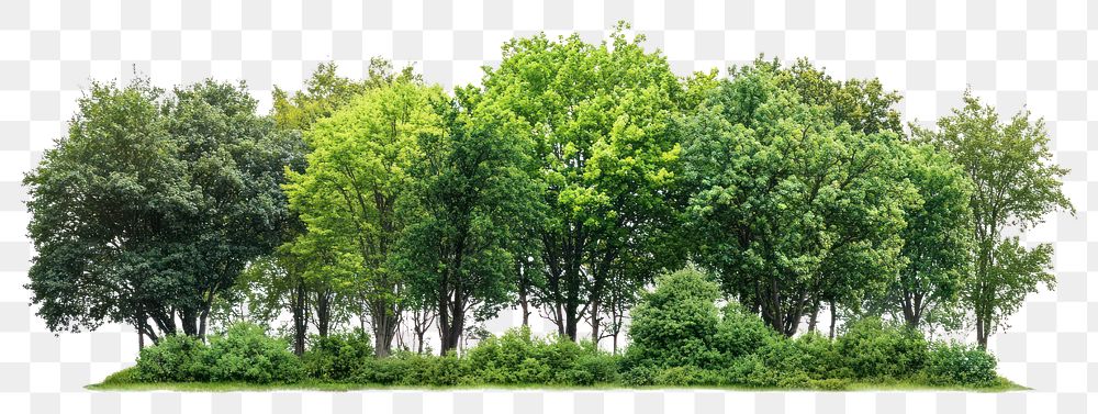 PNG Group trees forest landscape | Free PNG - rawpixel