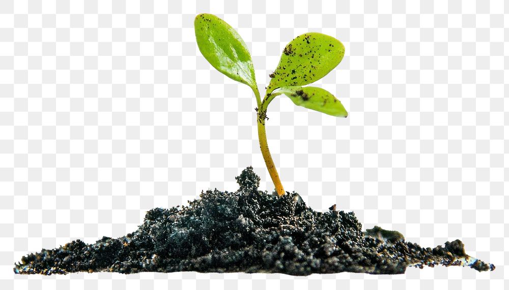 PNG Plant sprout soil young | Free PNG - rawpixel