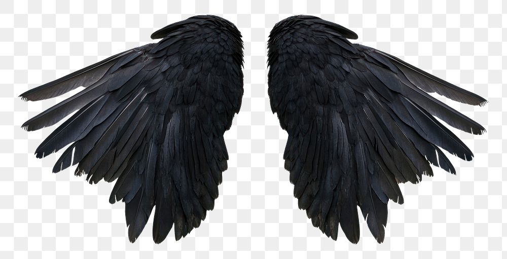 PNG Pair black bird Wings | Free PNG - rawpixel
