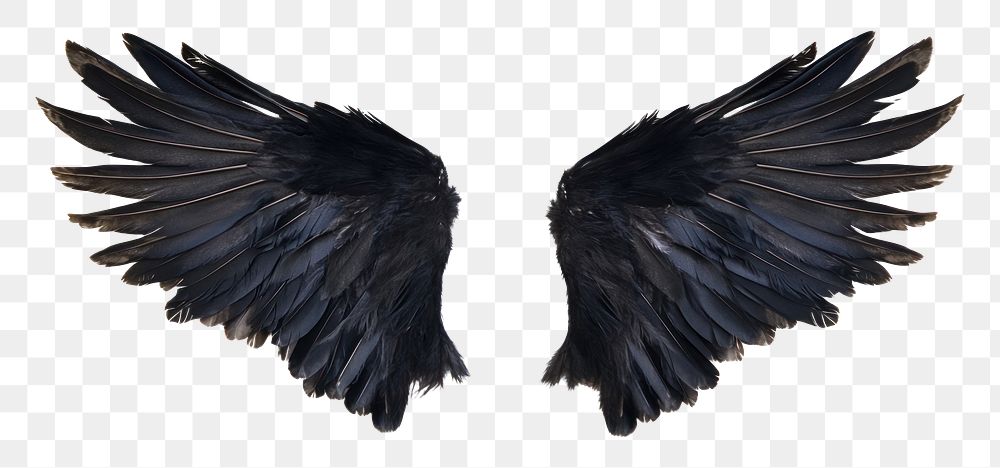 PNG Black feather Wings feathers | Free PNG - rawpixel