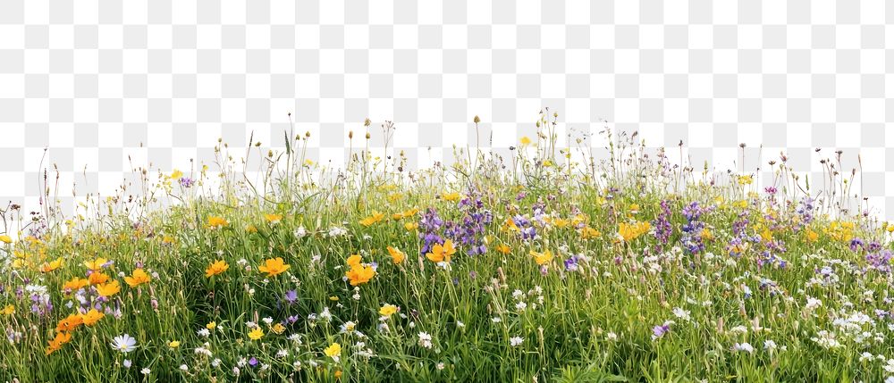 PNG Hill flower meadow flowers | Free PNG - rawpixel