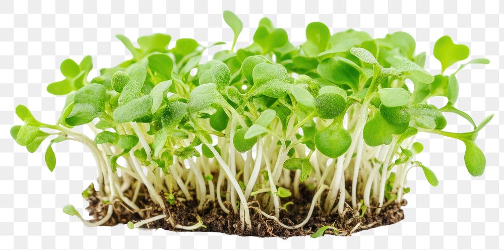 PNG Three small green sprouts | Free PNG - rawpixel