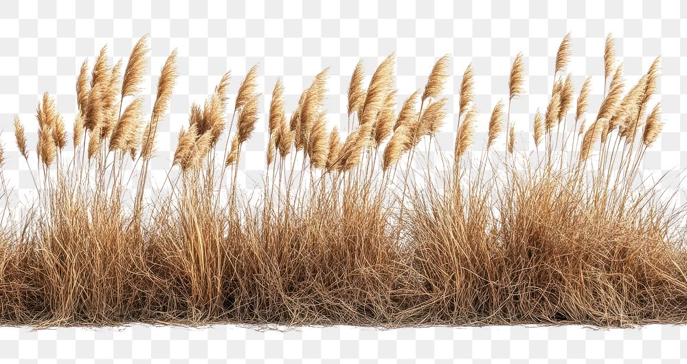 PNG Grass Borders grass plant | Free PNG - rawpixel
