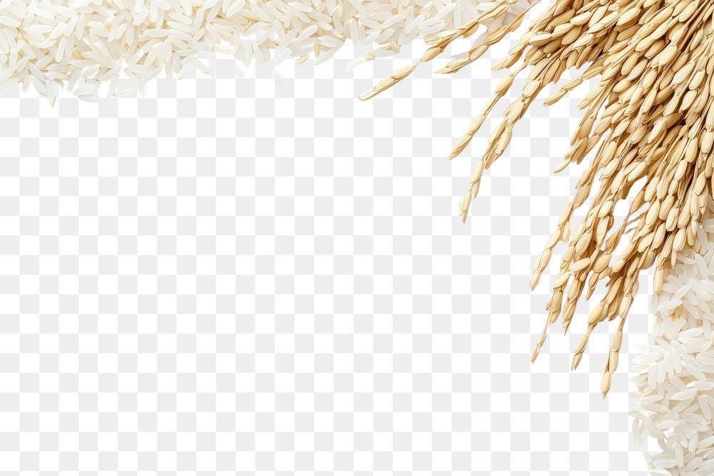 PNG White rice border background | Free PNG - rawpixel