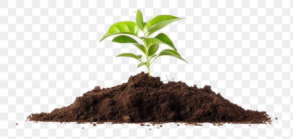 PNG Stack soil small plant | Free PNG - rawpixel