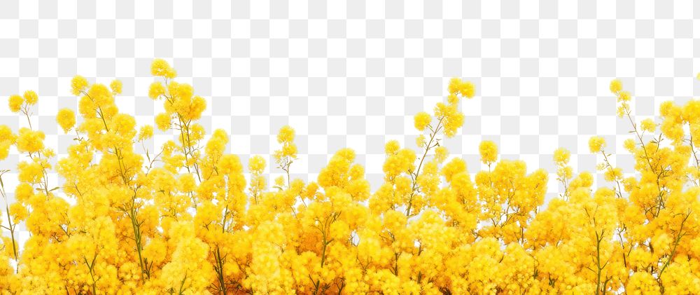 PNG Yellow flowers bottom nature | Free PNG - rawpixel