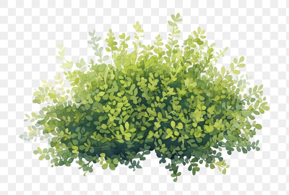 PNG Boxwood Shrub illustration watercolor | Free PNG - rawpixel