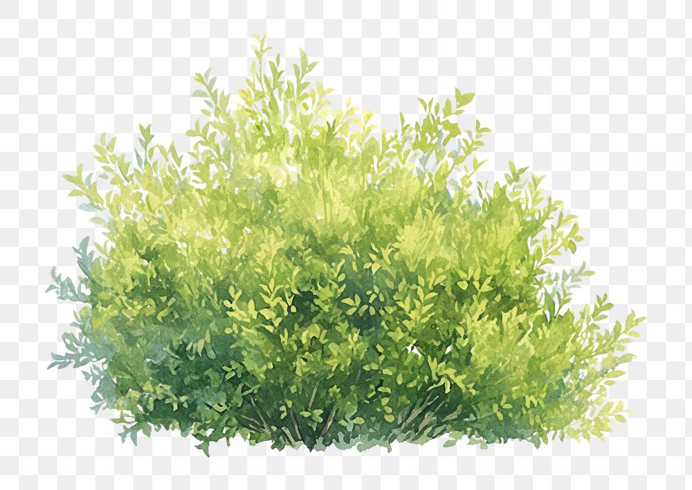 PNG Boxwood Shrub illustration watercolor | Free PNG - rawpixel
