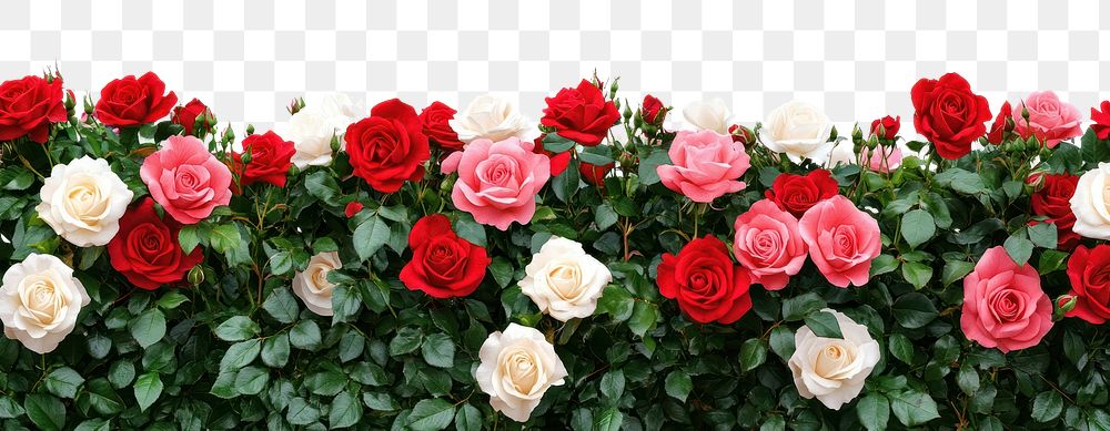 Red Rose Border PNG Images | Free Photos, PNG Stickers, Wallpapers ...
