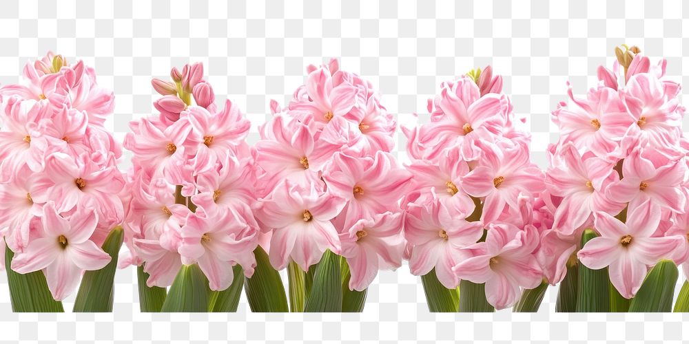 PNG Pink hyacinth flowers border | Free PNG - rawpixel