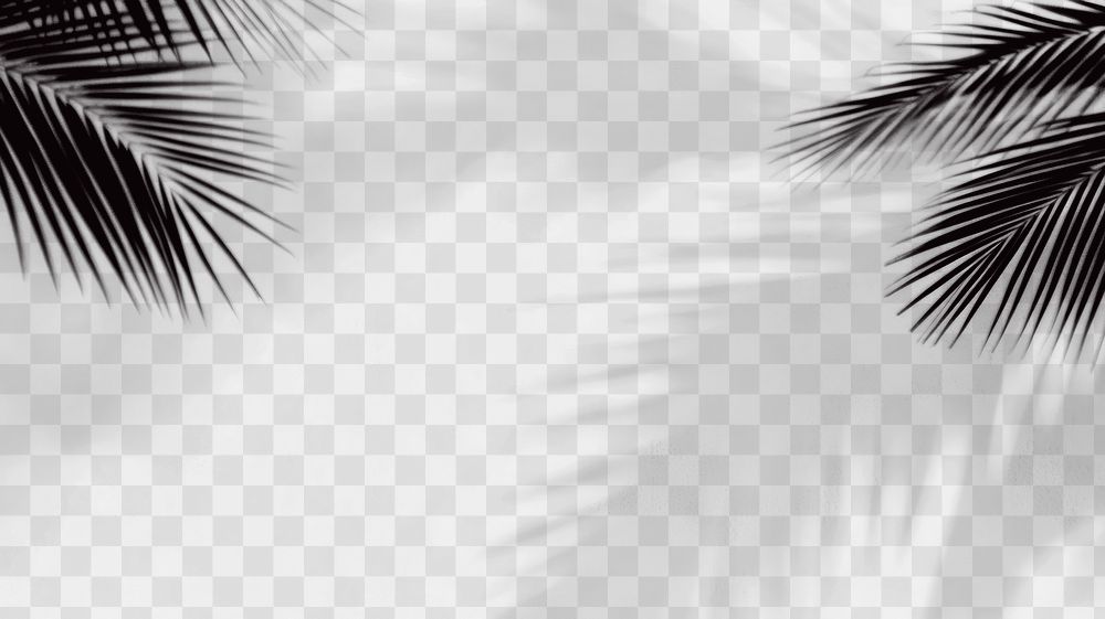 PNG Shadow palm tree leaf | Free PNG - rawpixel